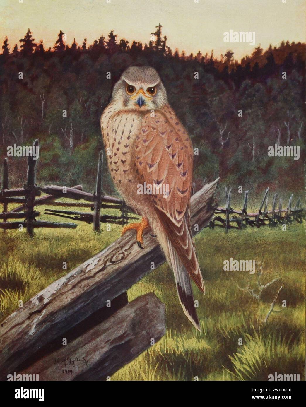 Gylling hi-res stock photography and images - Alamy