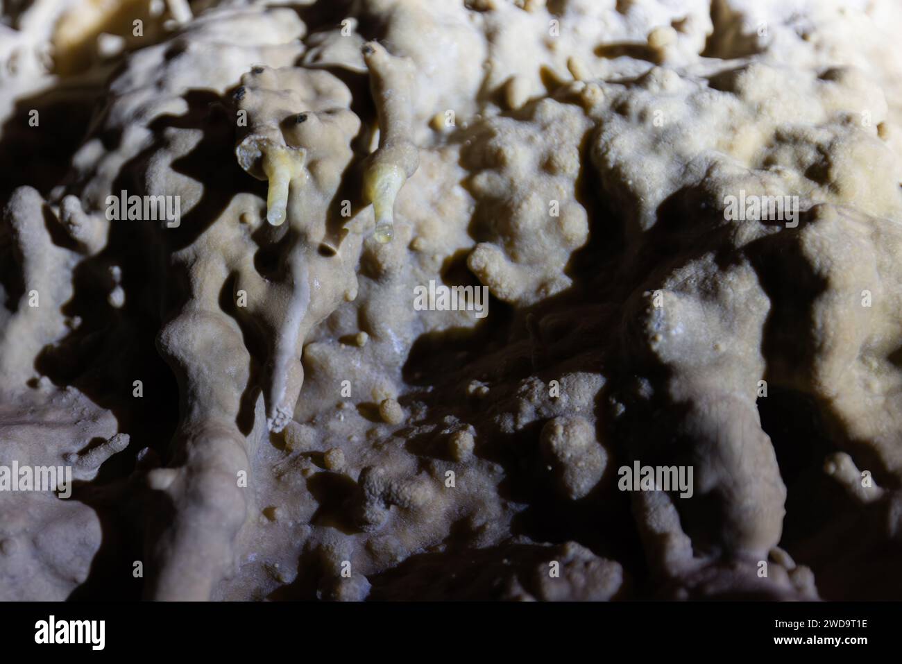 Water dripping form the rock formations inside of the Lehman Caves in ...