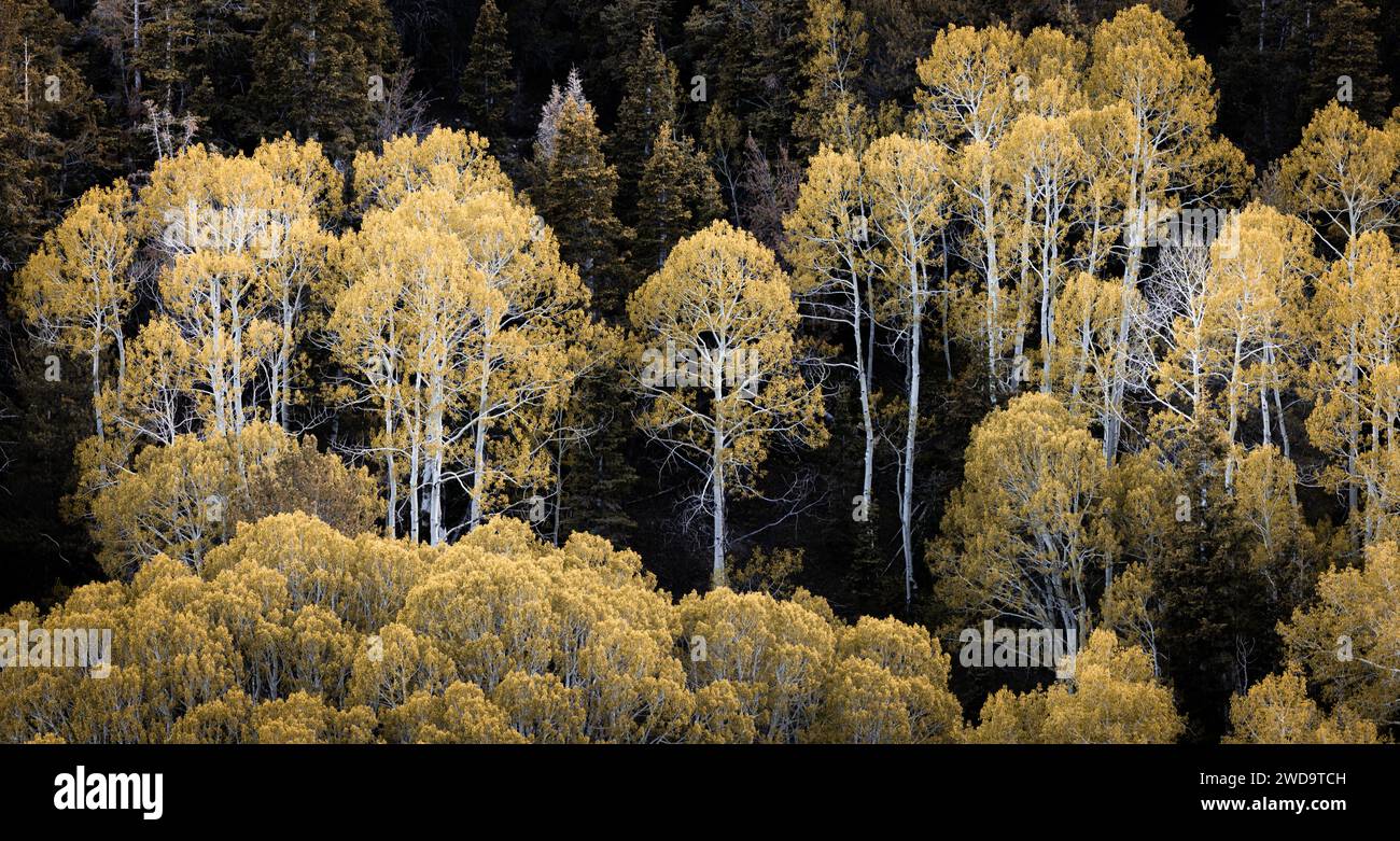 Groupings of birch trees with a golden glow in a a evergreen forest ...