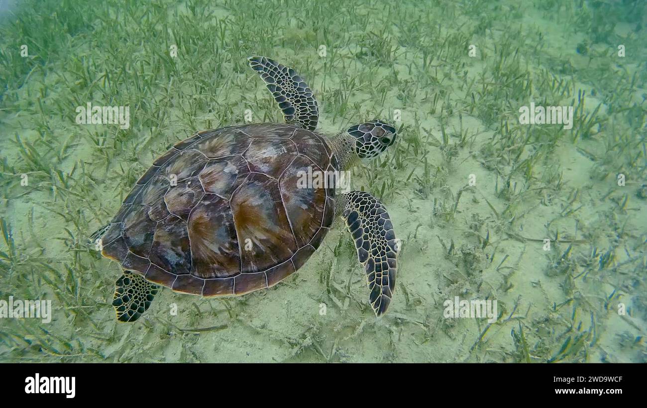 Loggerhead sea turtle seen from above swimming along the sea floor off ...
