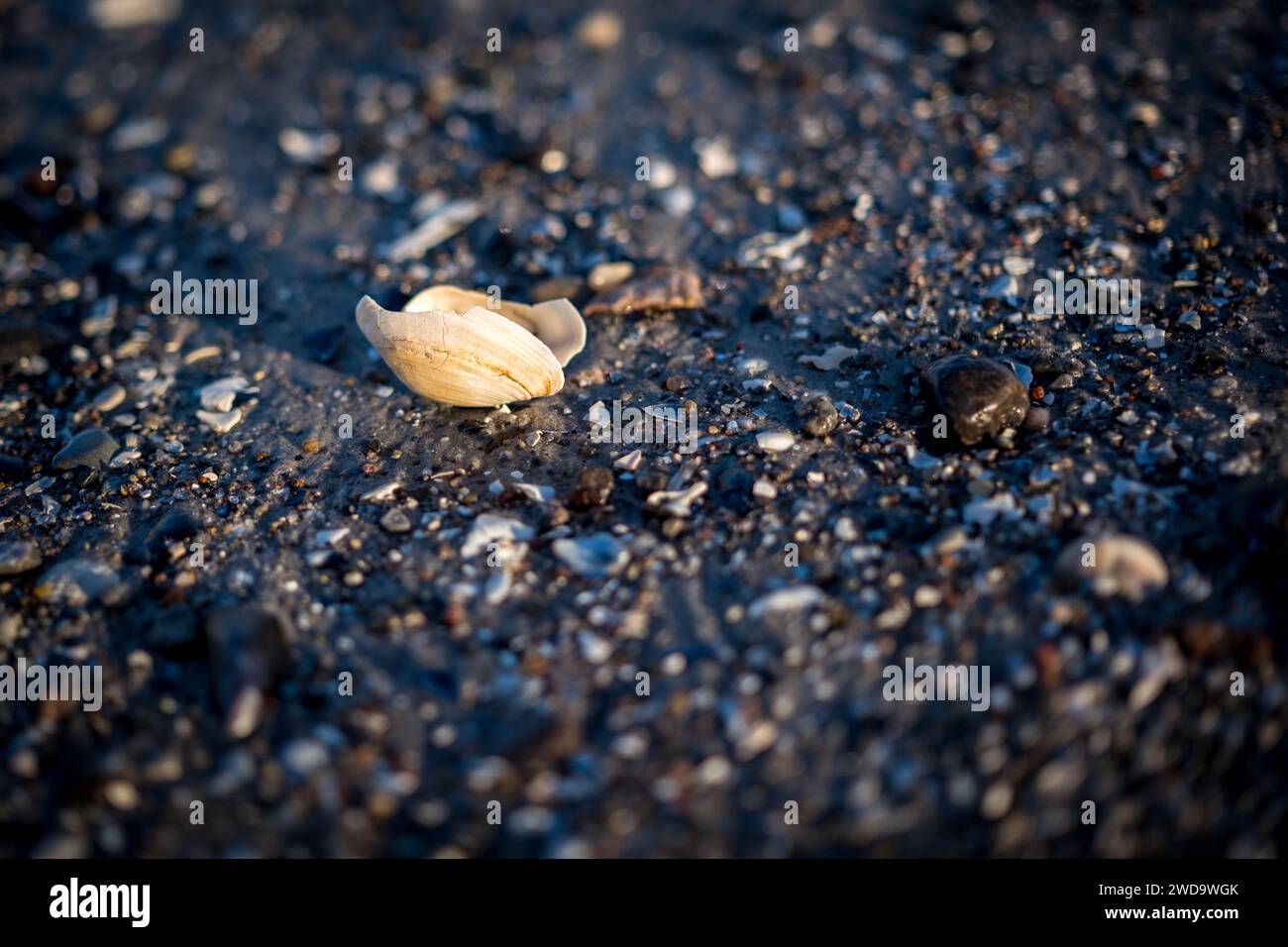 A close-up of an open shell on the beach Stock Photo - Alamy