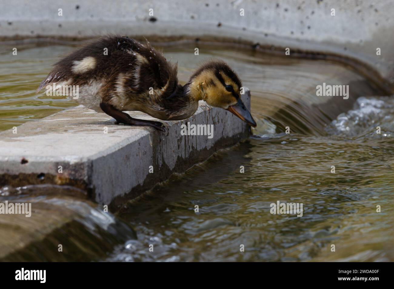 duckling is getting ready to jump Stock Photo - Alamy