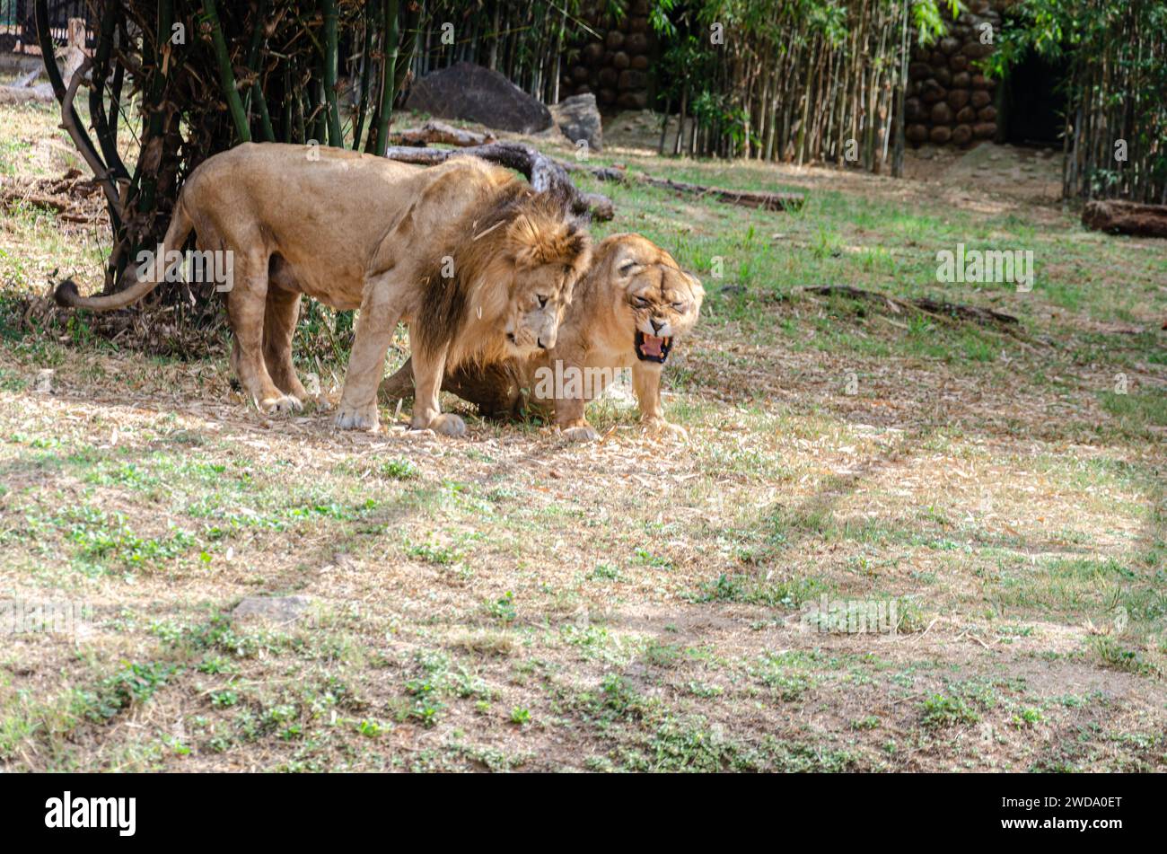 A pair of lions in a zoo Stock Photo - Alamy