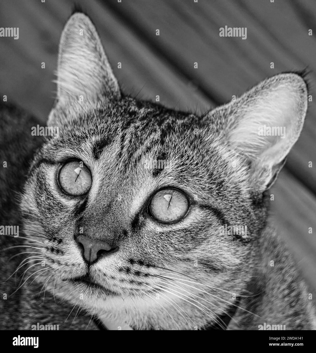Cat face shot Black and White Stock Photos & Images - Alamy