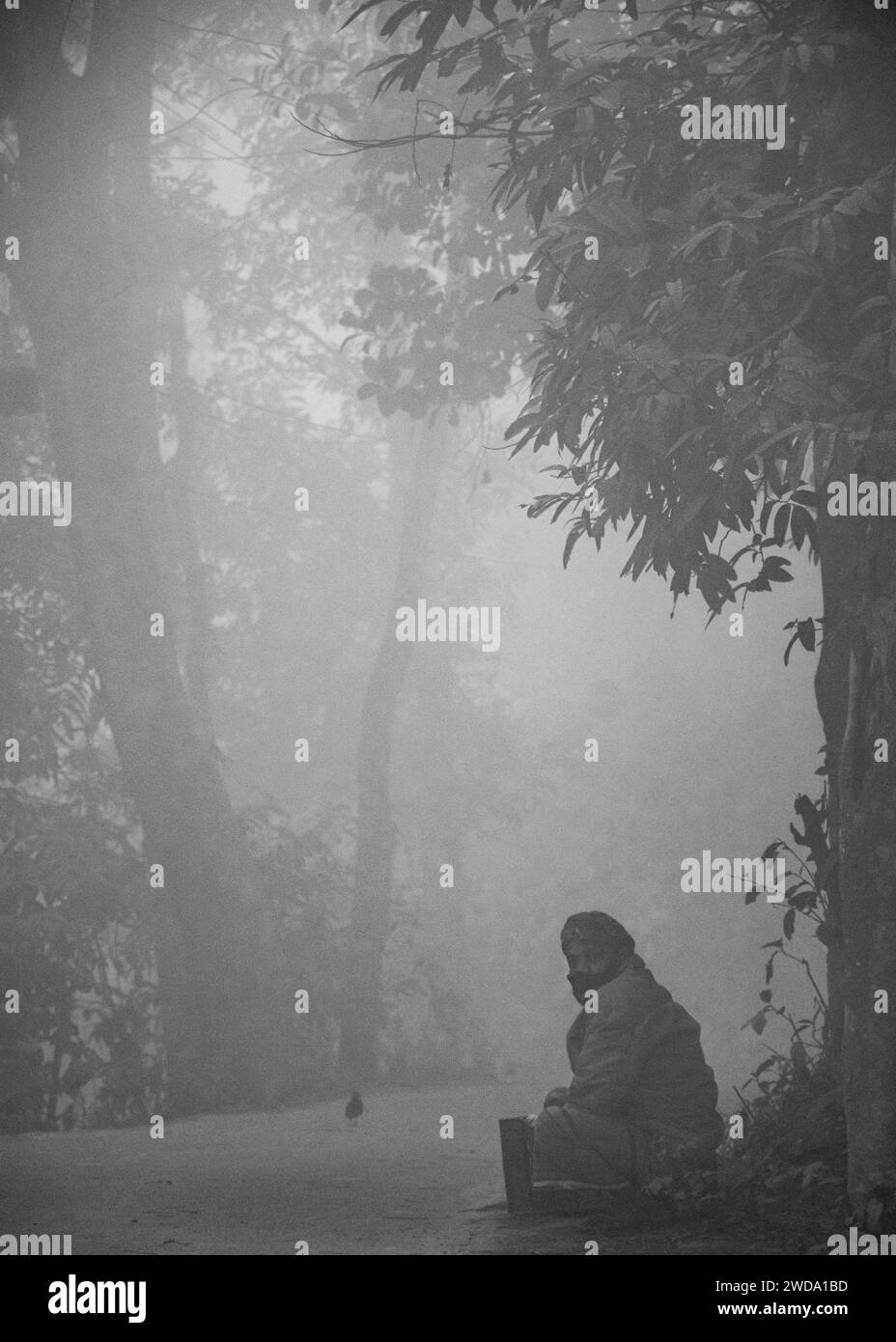 A densely foggy winter village morning. This image was captured on ...