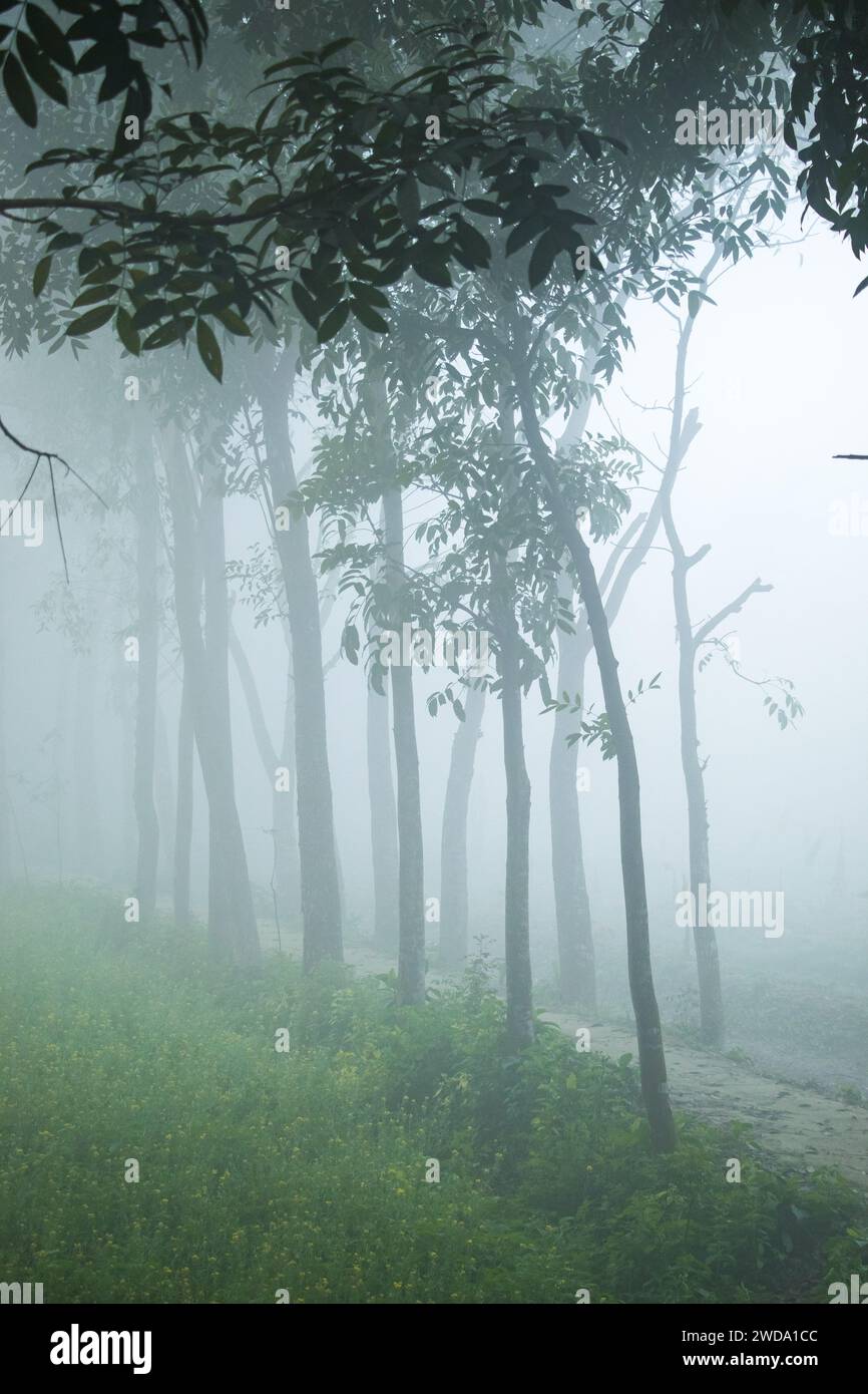 A densely foggy winter village morning. This image was captured on ...