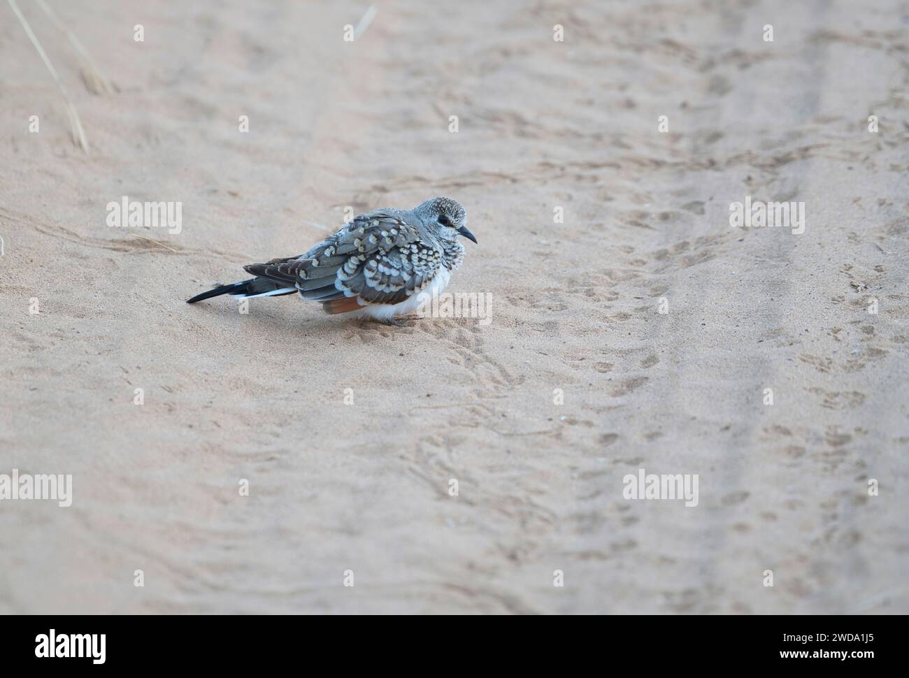 Namaqua dove (Oena capensis), an individual in immature plumage Stock ...