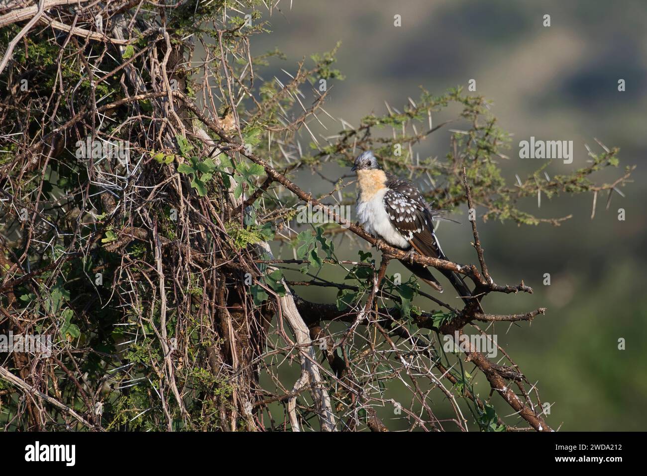Great spotted cuckoo (Clamator glandarius Stock Photo - Alamy