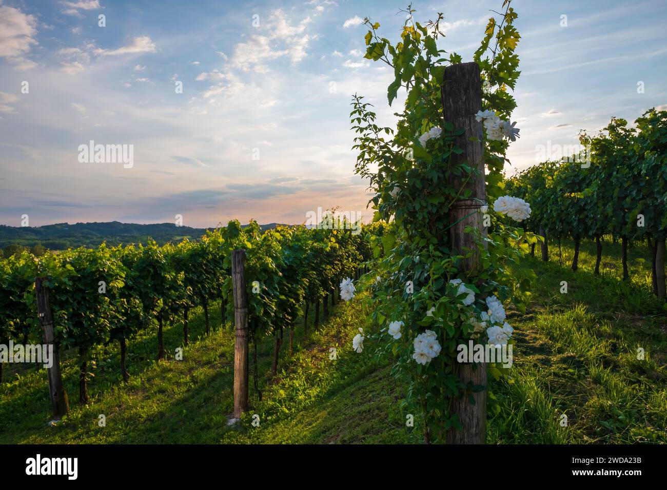 Picturesque vineyards with rose flowers in Vipava valley, Slovenia ...