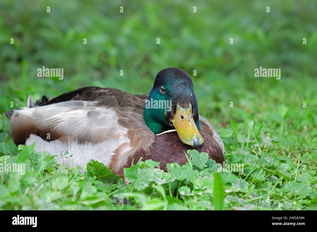 A mallard duck erst in a patch of soft green ground ivy Stock Photo - Alamy