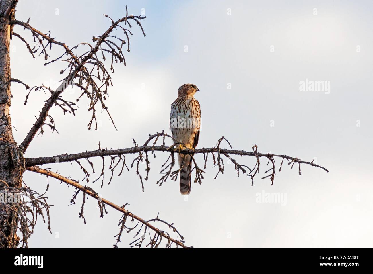 A coopers hawk looks to the sunrise in the east while perching on a ...