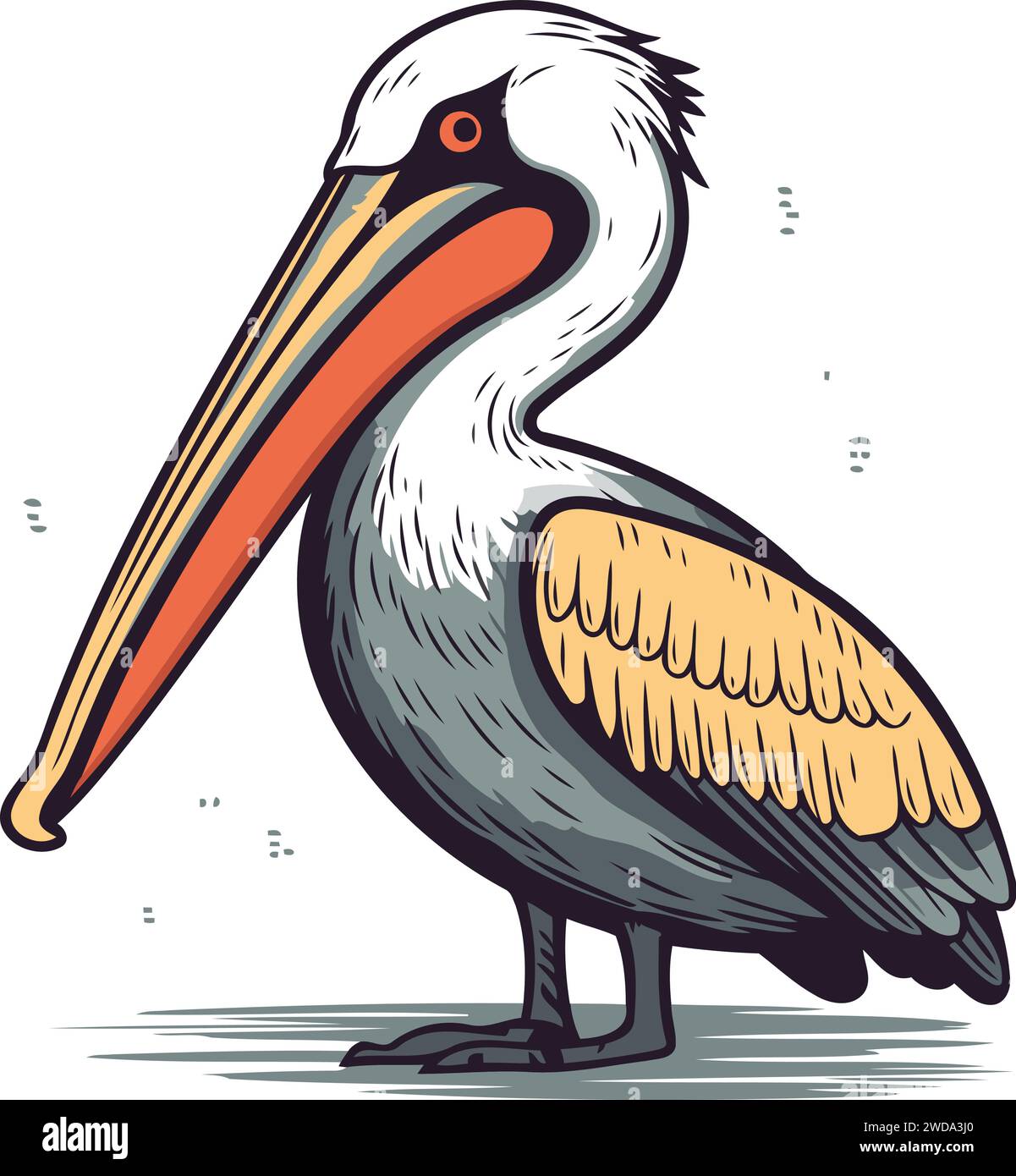 Pelican isolated on white background. Hand drawn vector illustration ...