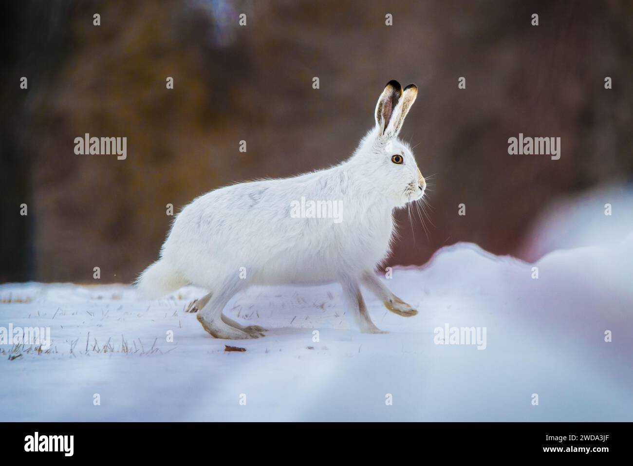 Arctic hare cute hi-res stock photography and images - Alamy
