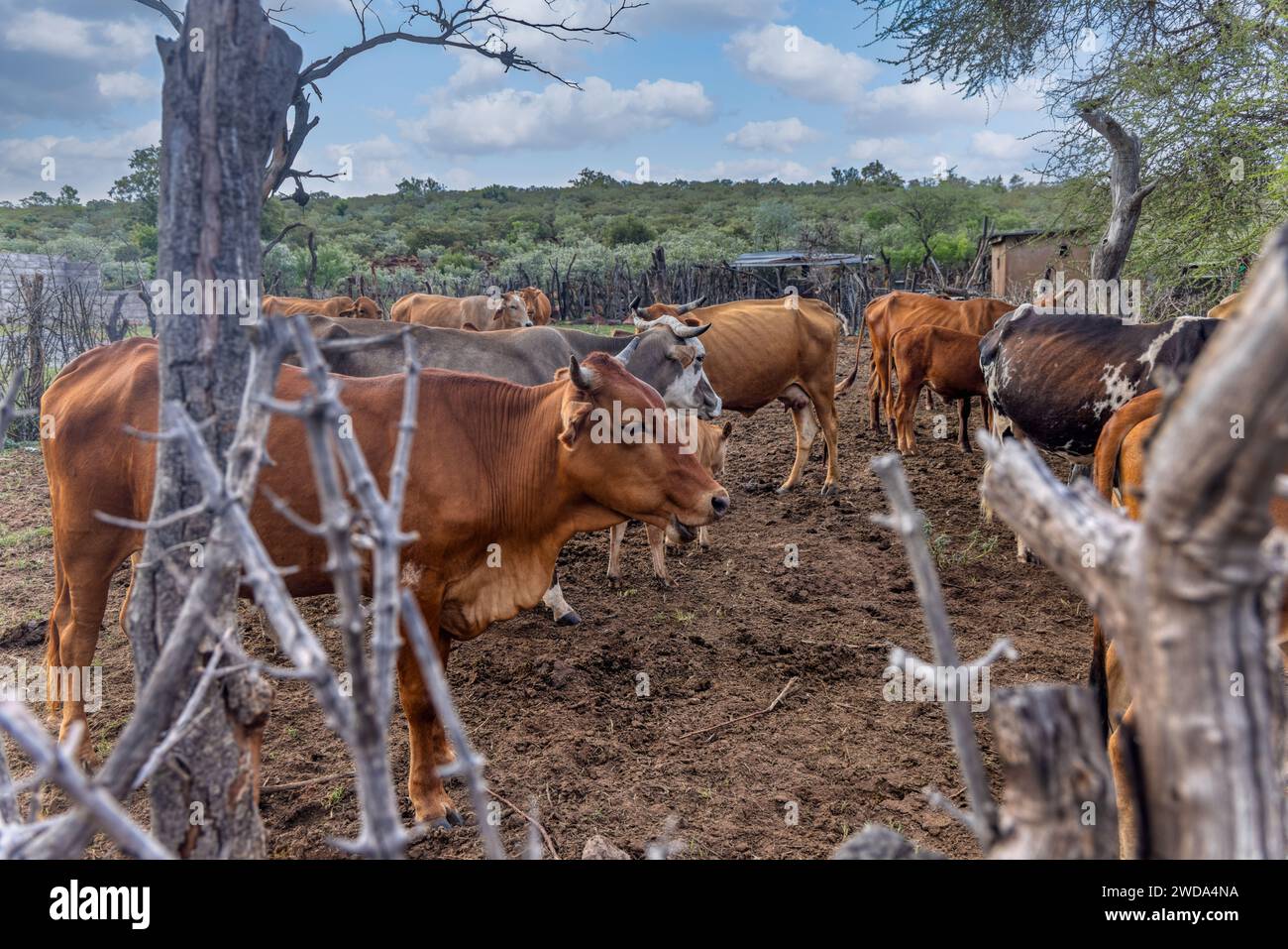 cattle resting in the kraal, wood fence in the background and the bush ...