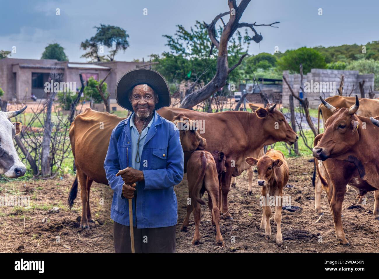 old farmer herding his cattle into the kraal late afternoon Stock Photo ...