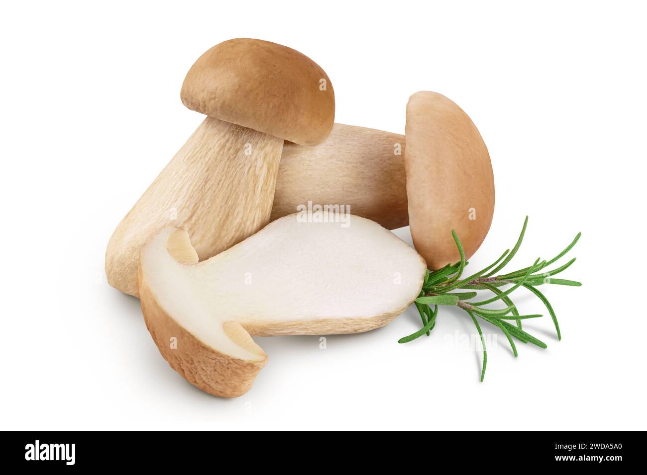 Fresh Porcini Cep Mushroom Isolated On White Background With Full Depth