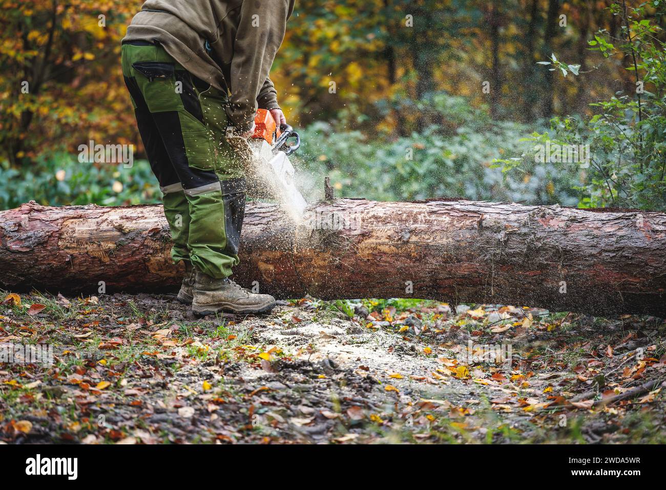 Unrecognizable lumberjack is cutting tree trunk by chainsaw in woodland ...