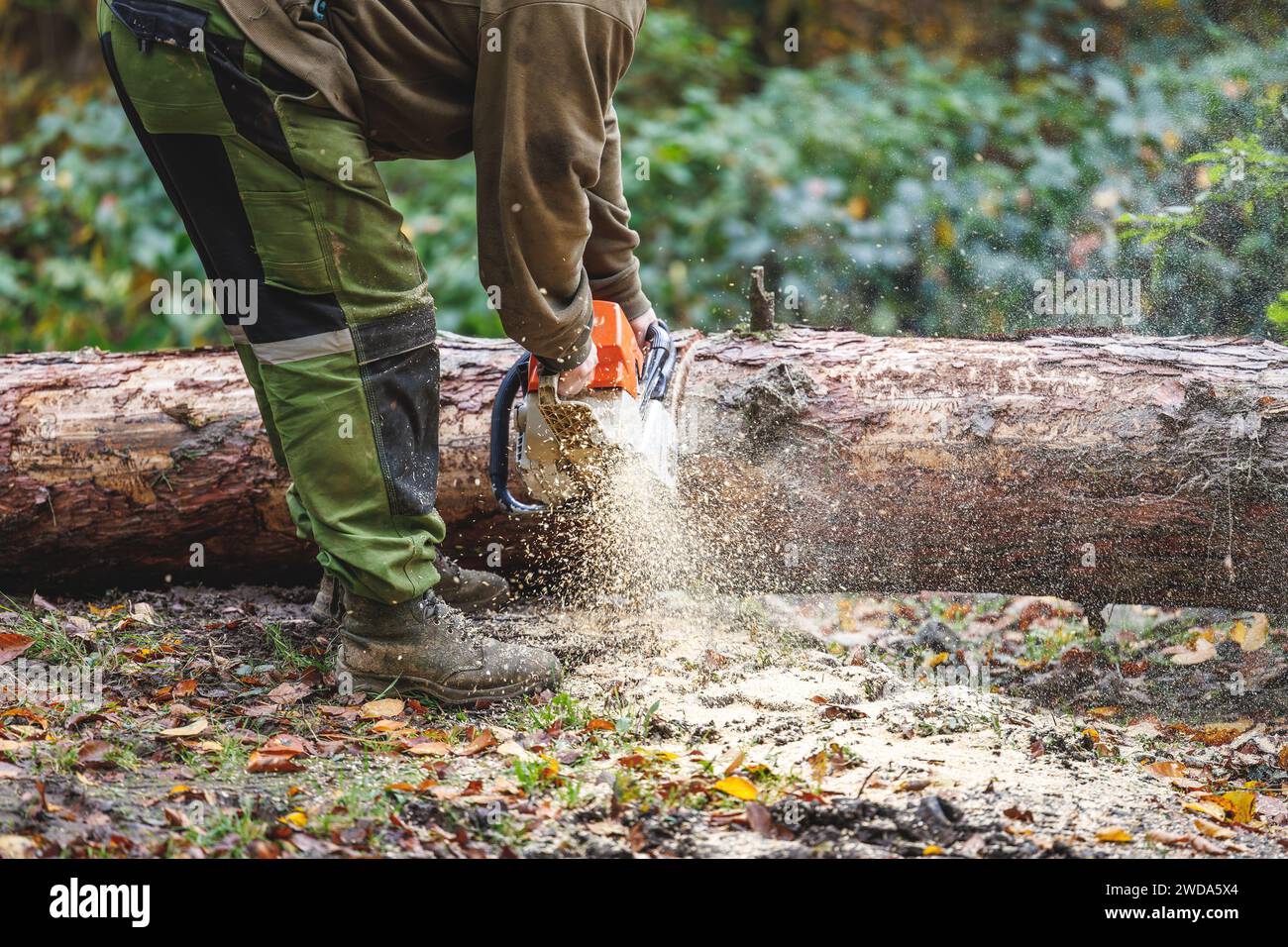 Lumberjack is cutting tree trunk by chainsaw in forest. Lumber industry and deforestation Stock ...