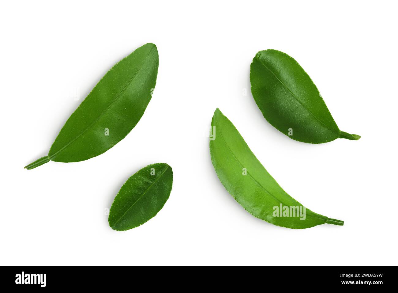 Citrus leaves isolated on white background Stock Photo - Alamy