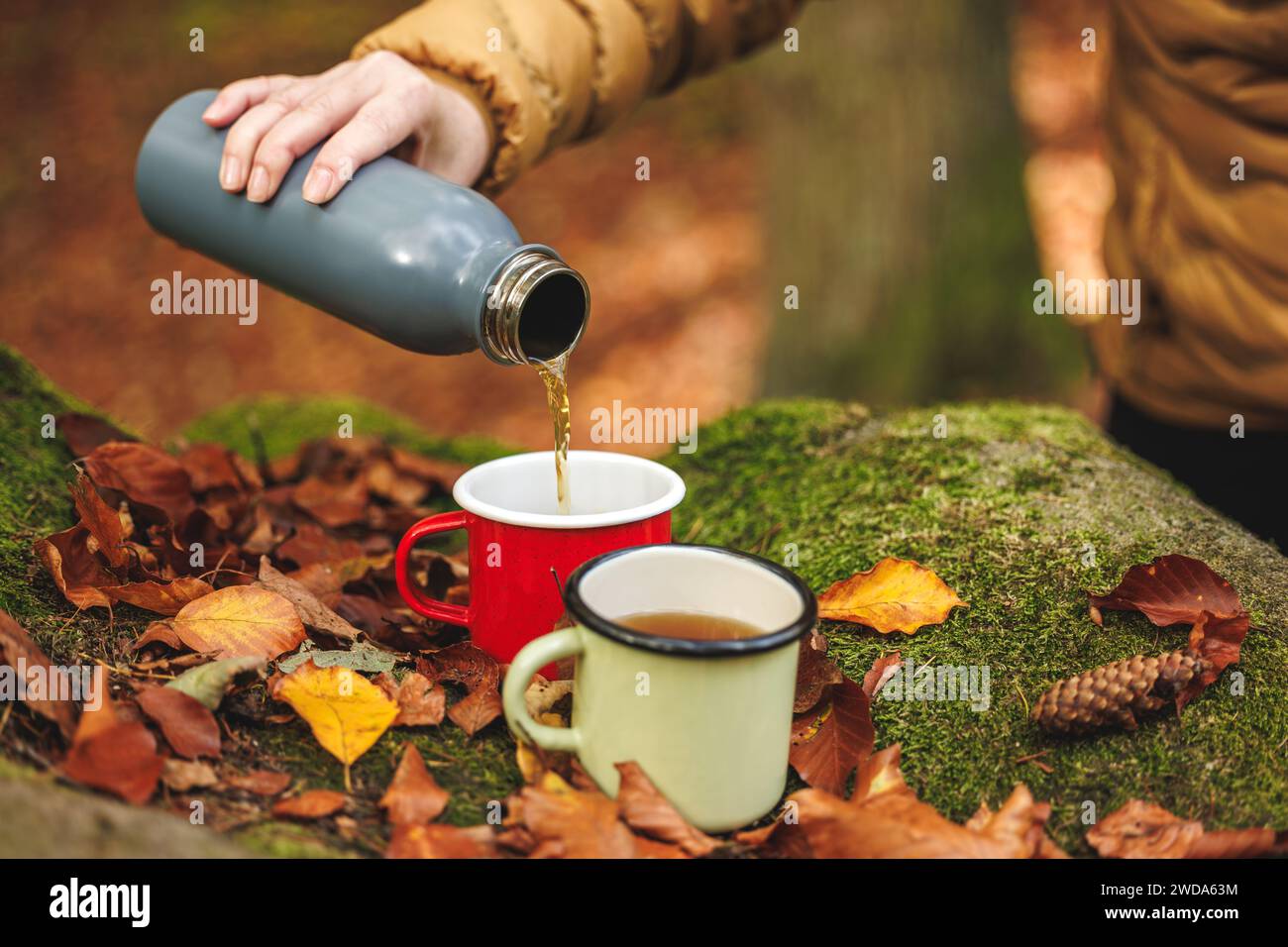 Hiker is pouring hot drink tea from thermos into travel mug in autumn ...