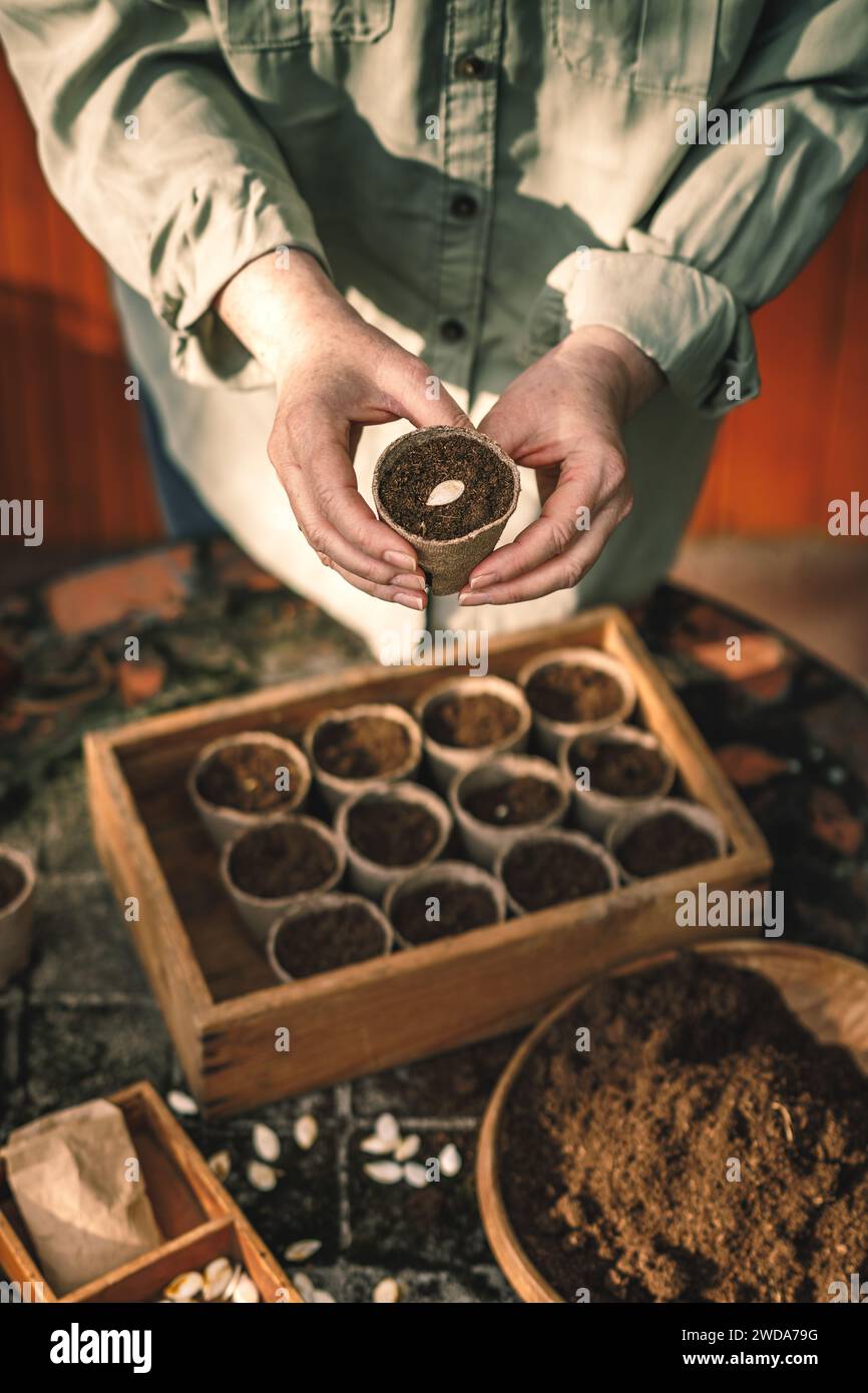 Spring gardening and sowing. Planting pumpkin seeds for germination ...