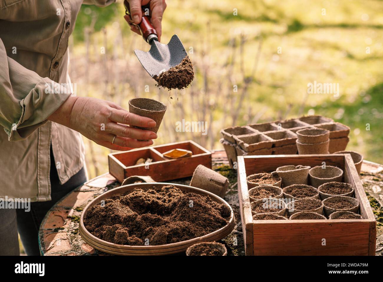 Spring gardening. Female gardener with shovel putting soil and compost ...