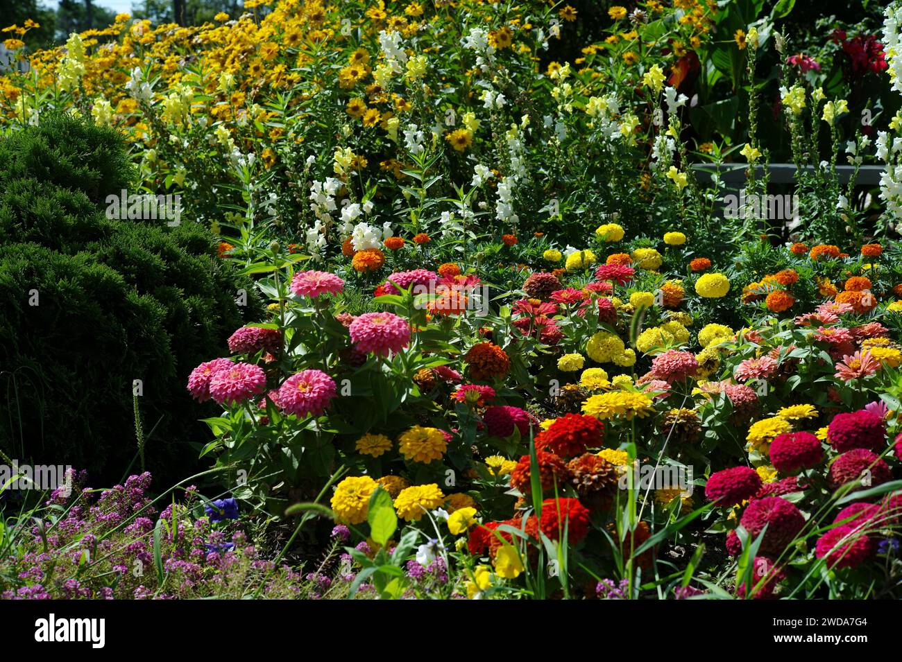 Different heights of flowers hi-res stock photography and images - Alamy