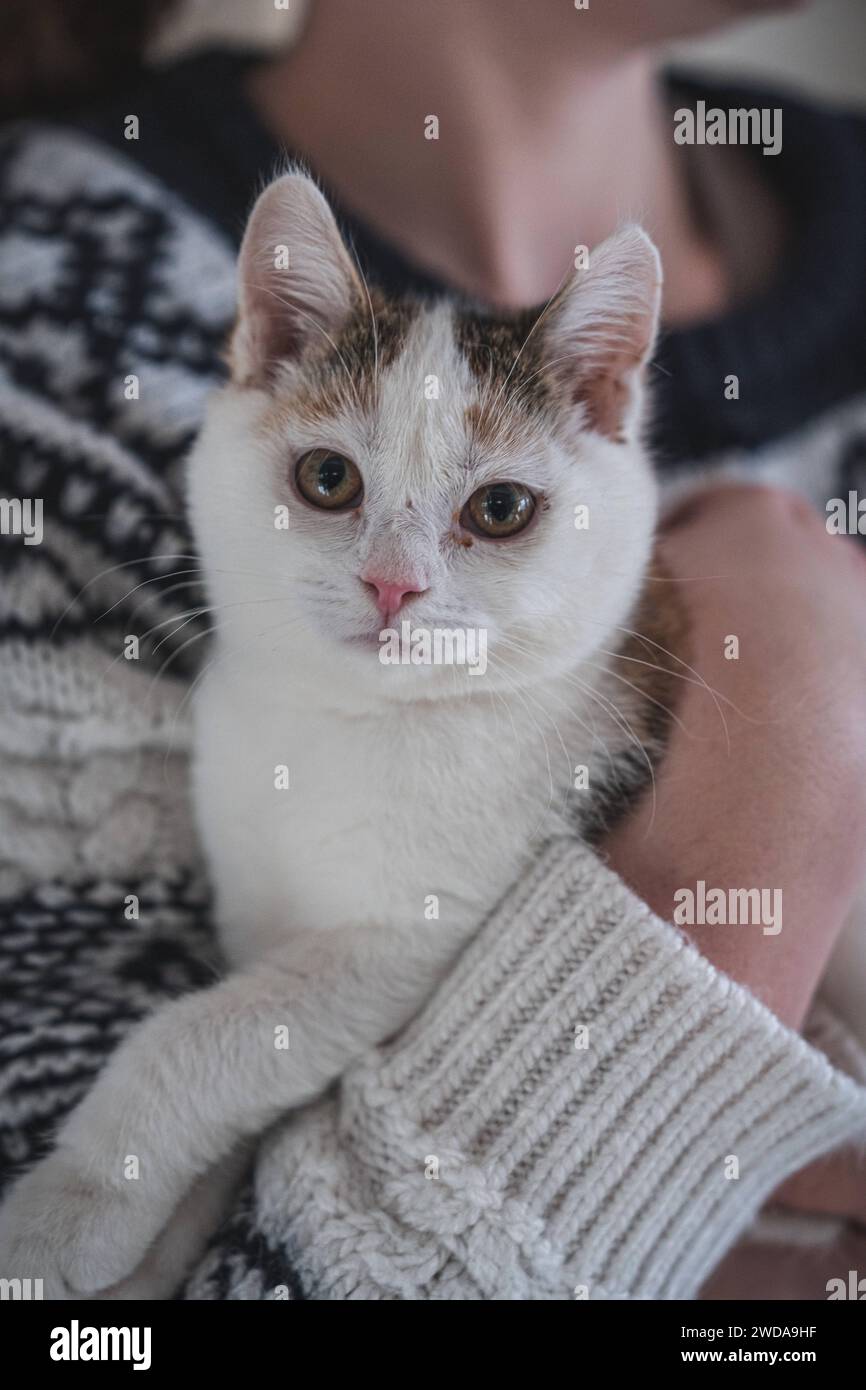 Katzen Verschiedene Bilder von Katzen in häuslicher Umgebung...19.01. ...