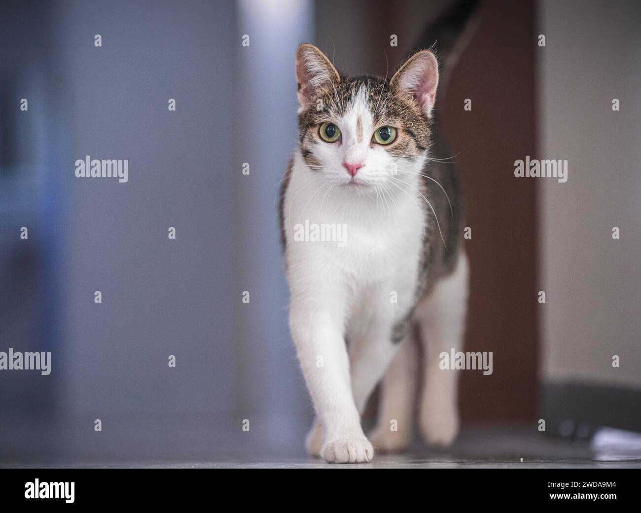 Katzen Verschiedene Bilder von Katzen in häuslicher Umgebung...19.01. ...