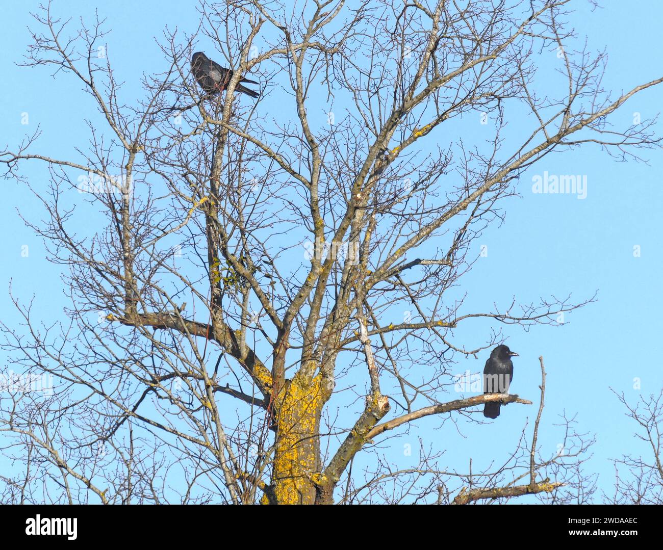 CARRION CROWS warming themselves with the rising sun after a cold night ...
