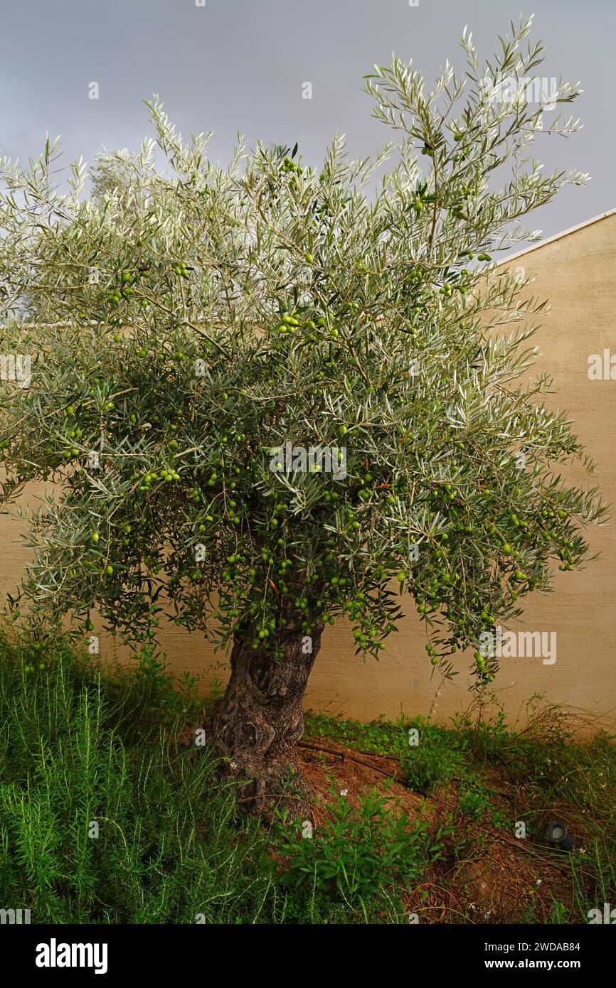 Green and black olives growing on an olive tree in Italy Stock Photo ...