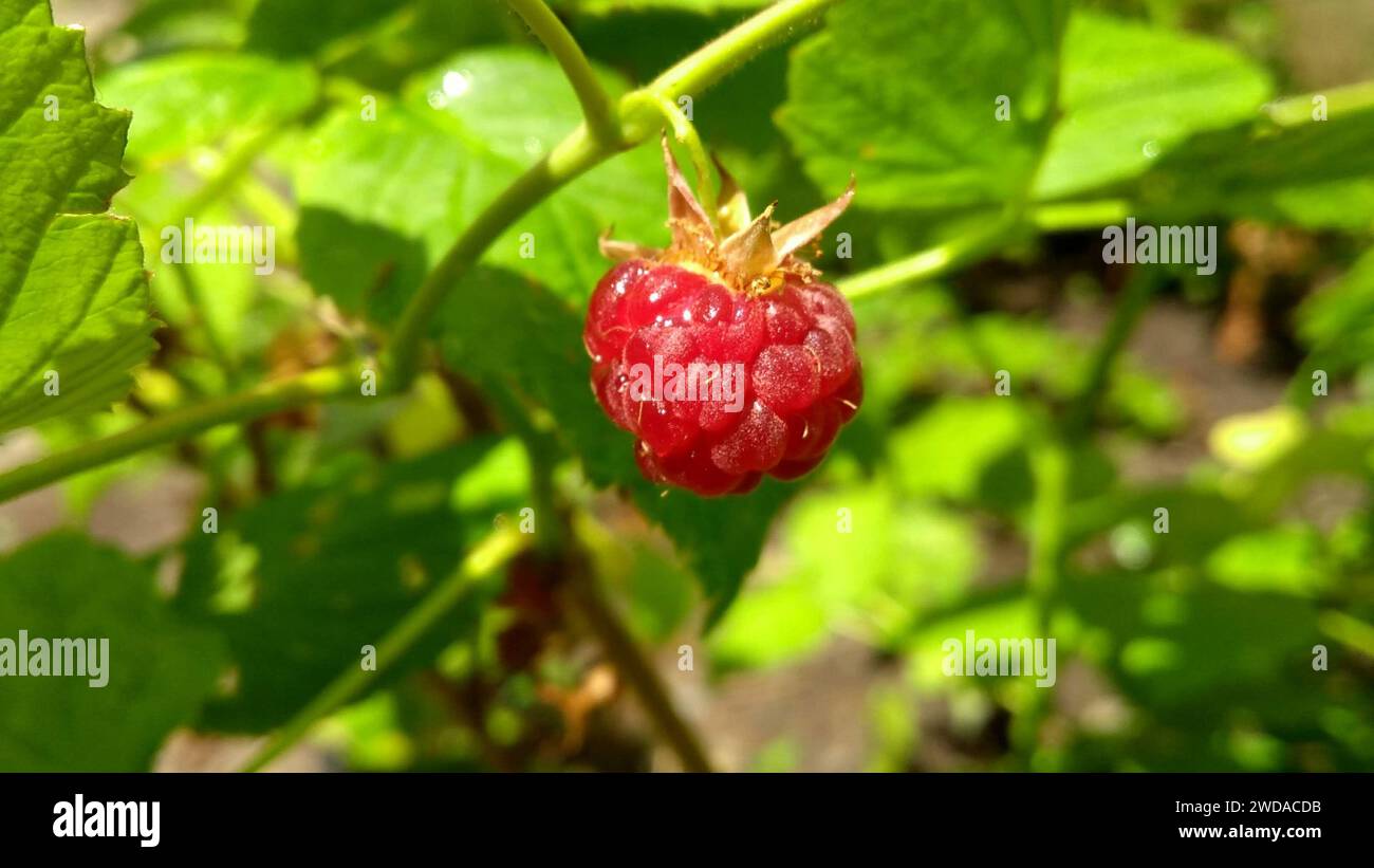 Close-up of raspberry plant with lush green leaves Stock Photo - Alamy