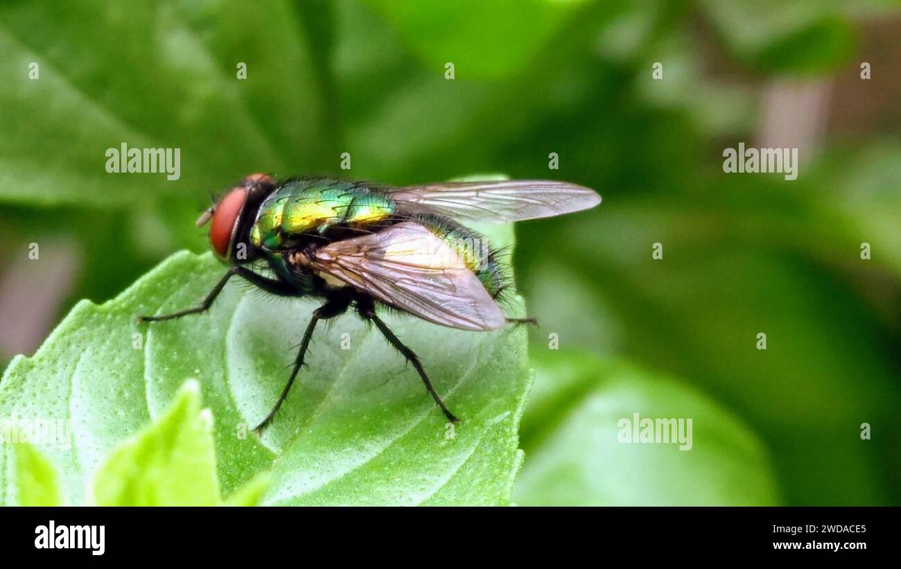 Red head fly hi-res stock photography and images - Alamy