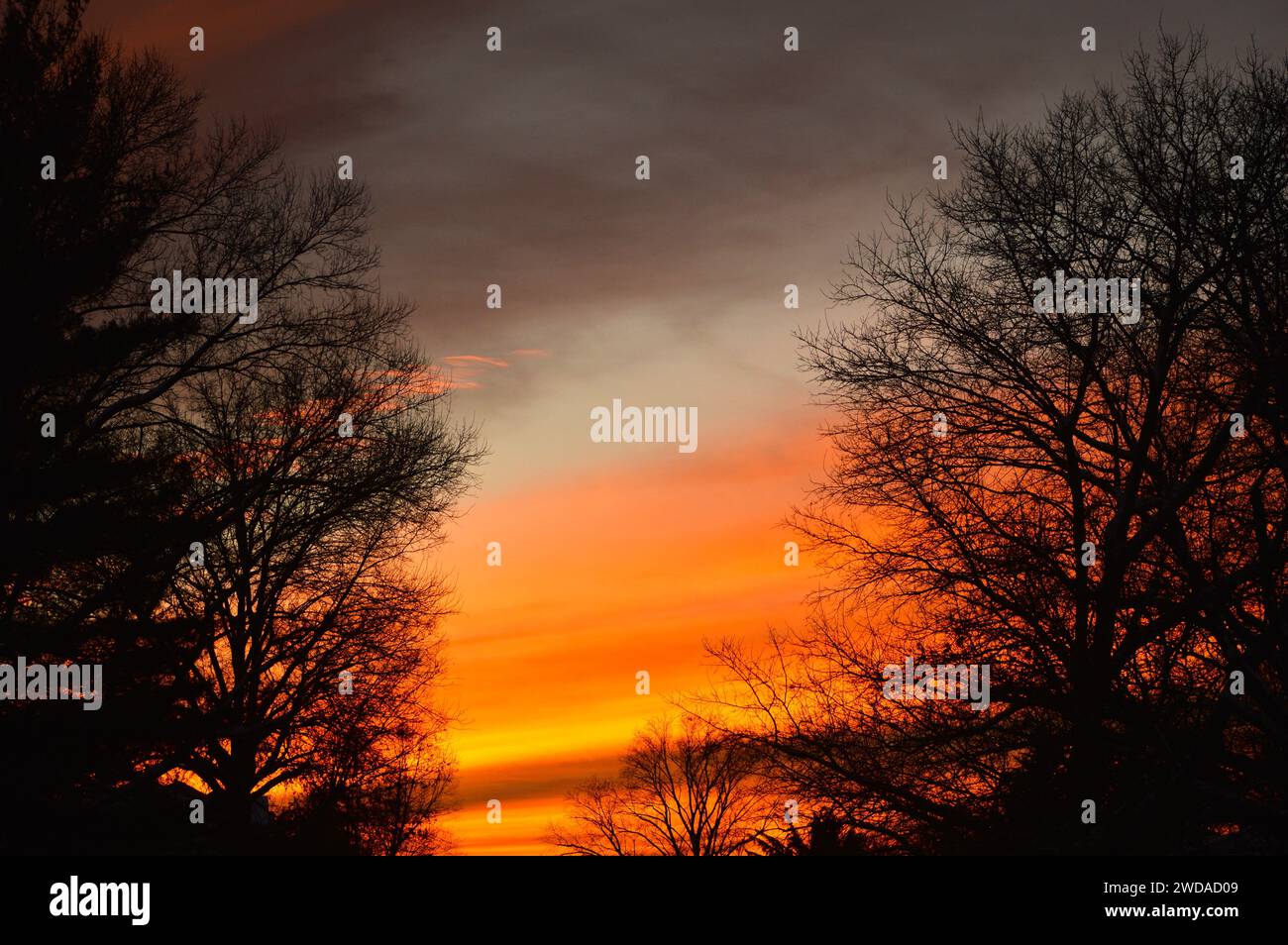 Vivid sunset behind silhouetted trees at dusk Stock Photo - Alamy