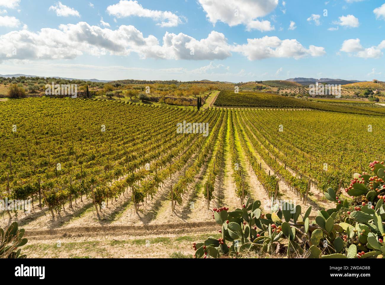 Countryside Sicilian landscape with the vineyards of the Campobello di ...