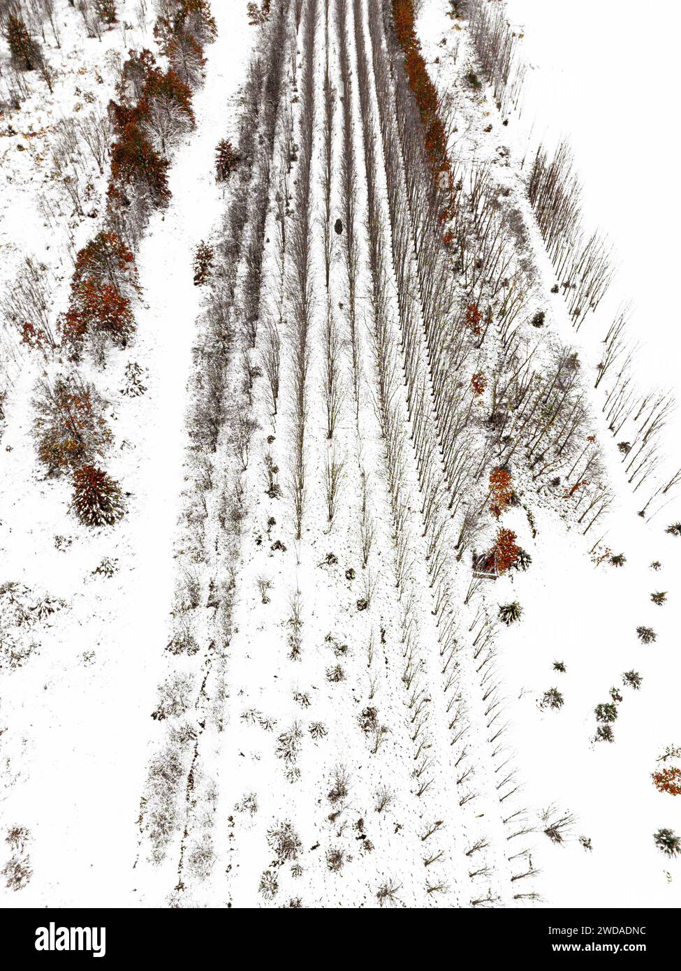 An Aerial photo of tree rows in the snow, snow covered ground with fall ...