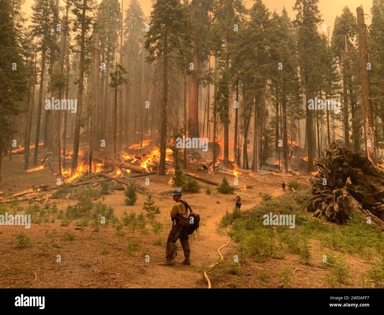 2021 KNP Complex Fire burnout operation Stock Photo - Alamy