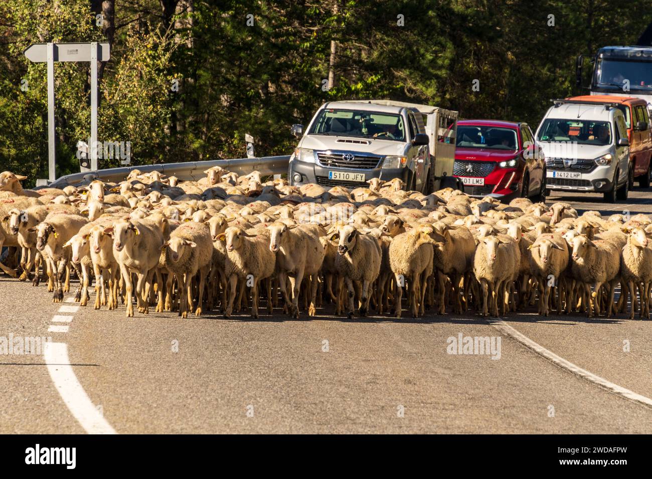 Transhumance migration hi-res stock photography and images - Alamy