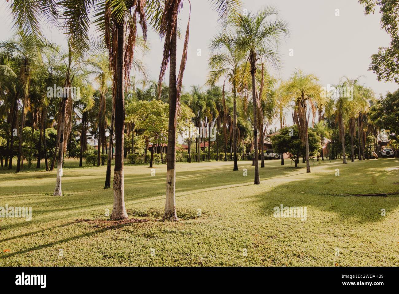 coconut tree landscape at dawn Stock Photo - Alamy