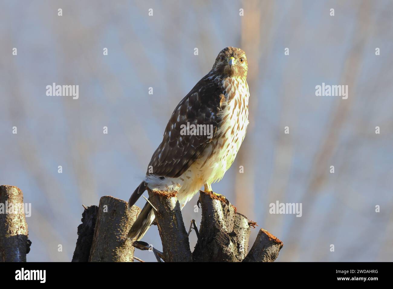 Adult ecosystem hi-res stock photography and images - Alamy