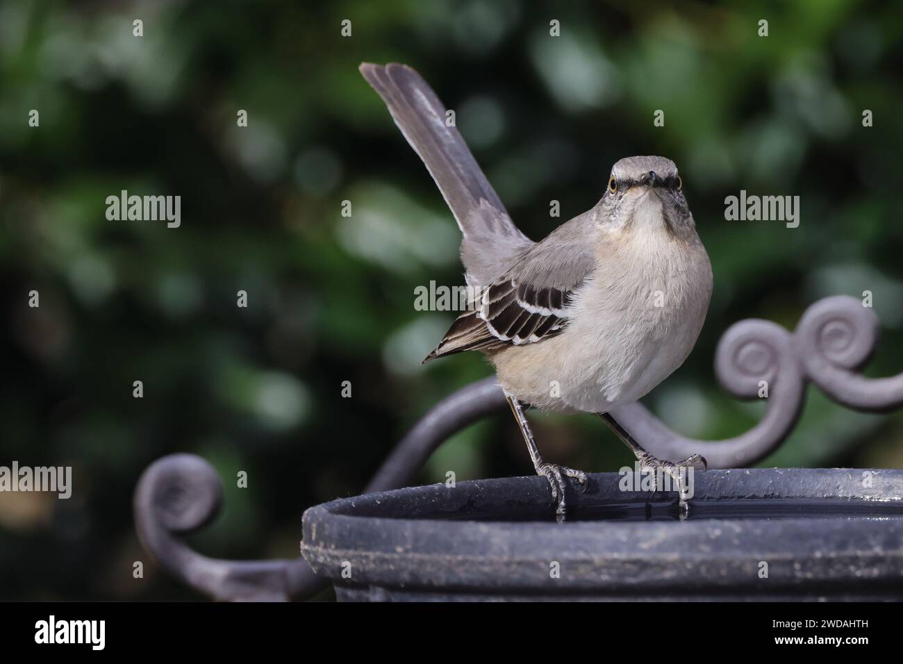 Black planter pot hi-res stock photography and images - Alamy