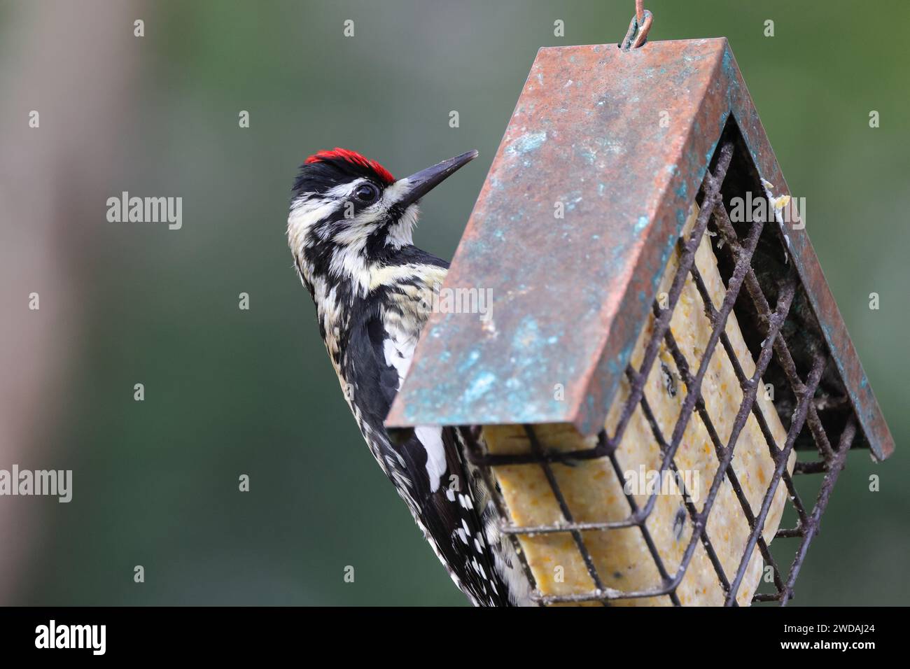 Bird searching for food at a hanging bird feeder Stock Photo - Alamy