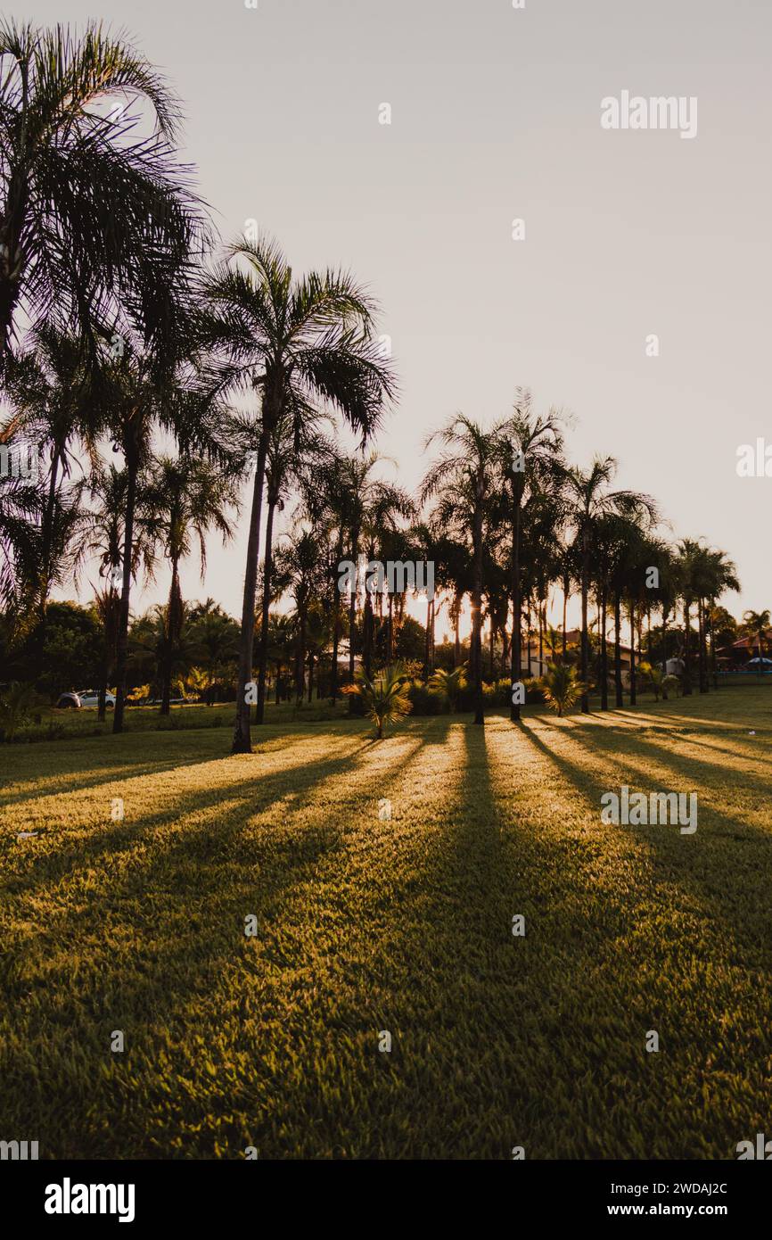 landscape of tree shadows at dusk Stock Photo - Alamy