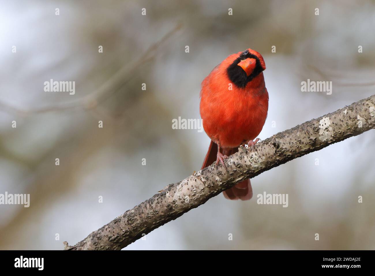 Seeking prey hi-res stock photography and images - Alamy