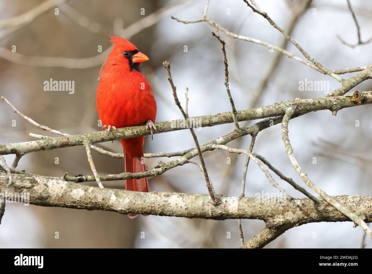 Cardinal in forest hi-res stock photography and images - Alamy