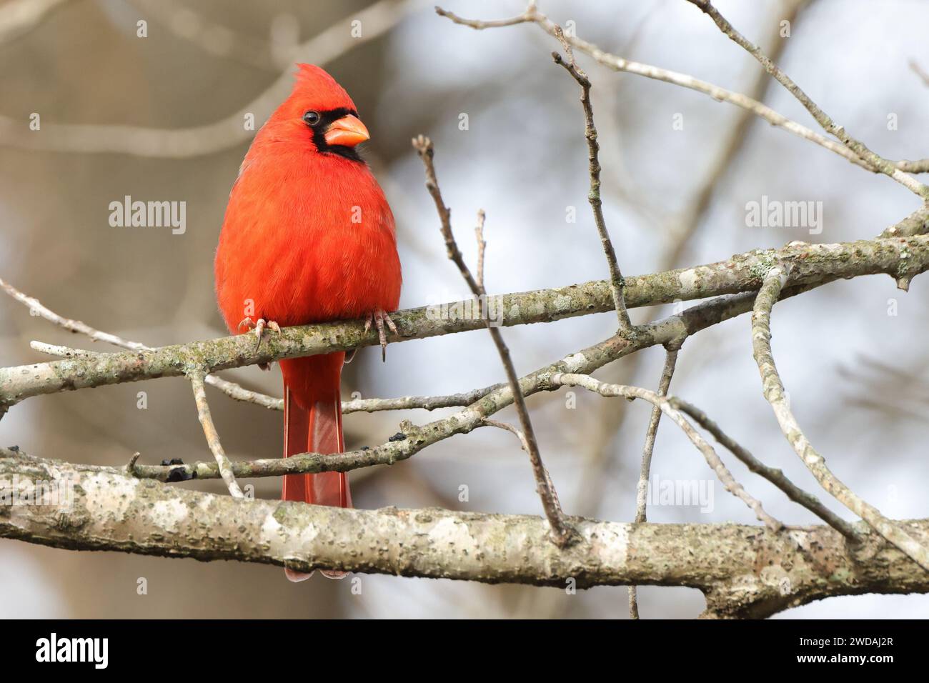 A cardinal perches on a barren branch, showcasing its vibrant red ...