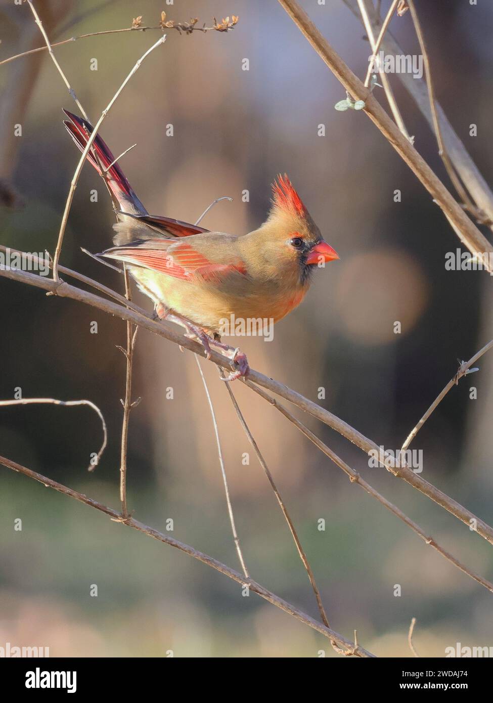 Decaying bird hi-res stock photography and images - Alamy