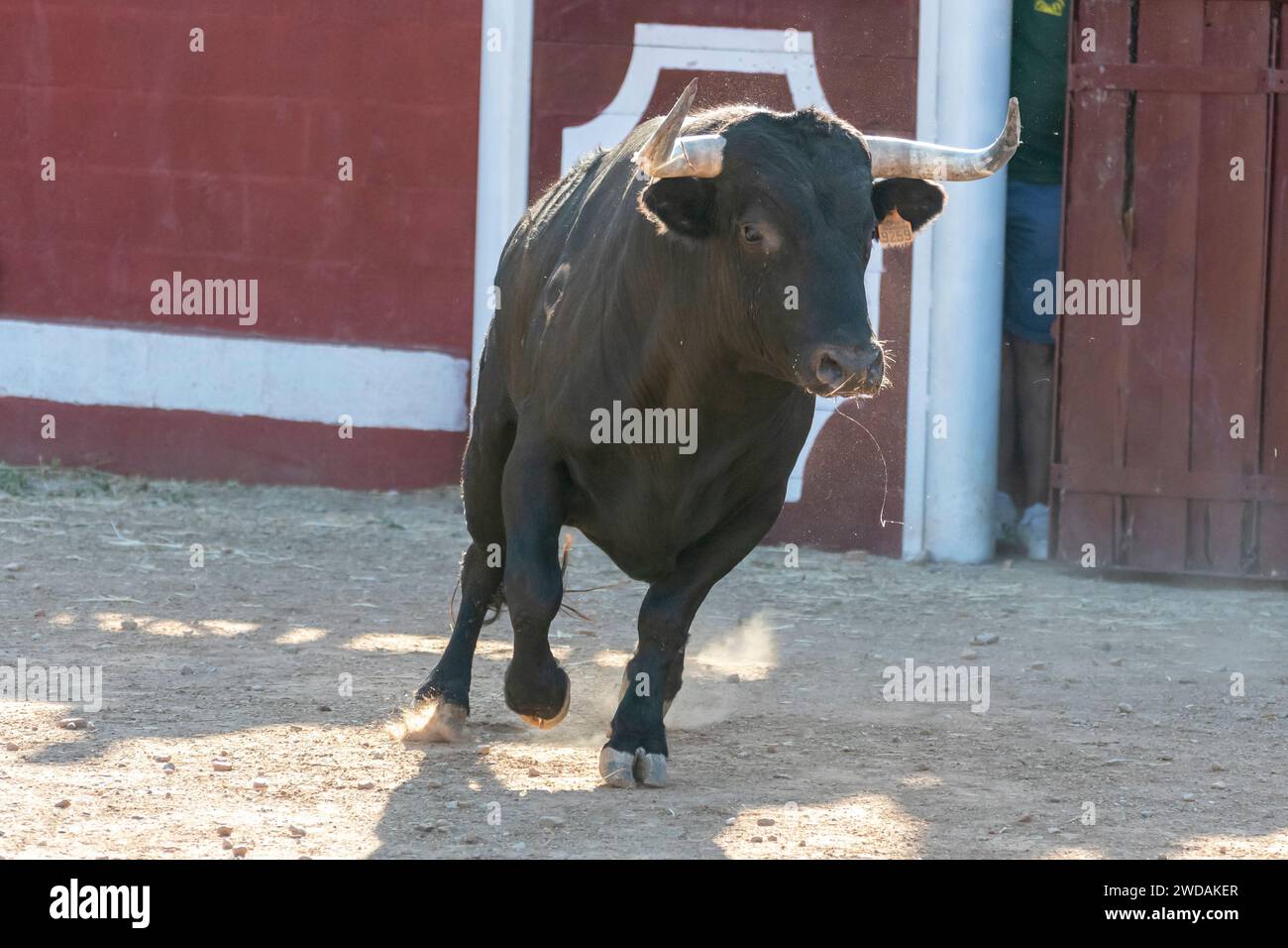 black brave bull Stock Photo - Alamy