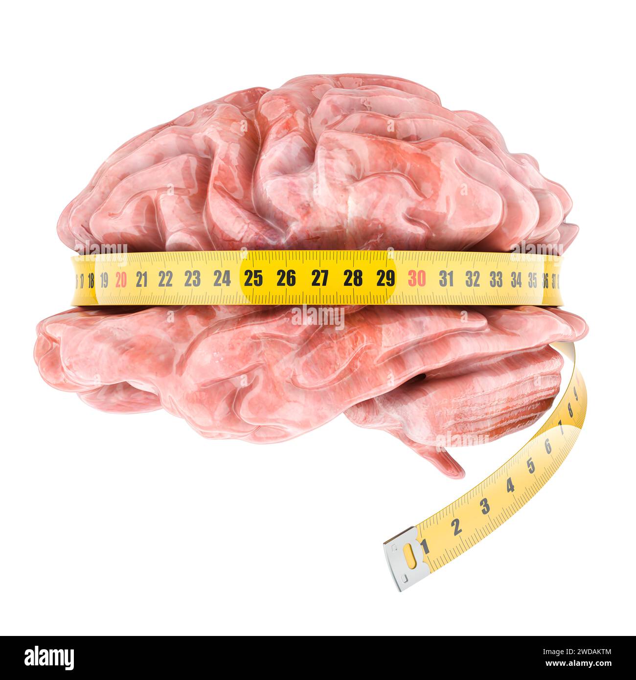 Human brain with measure tape around. 3D rendering isolated on white ...