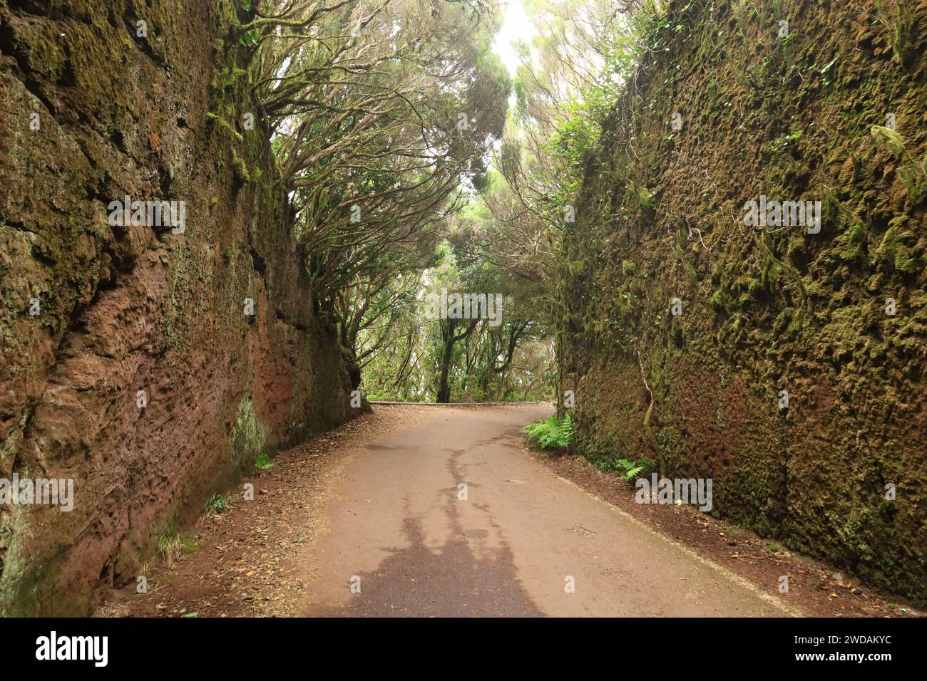 The Anaga Rural Park is a protected natural area located in the Anaga ...